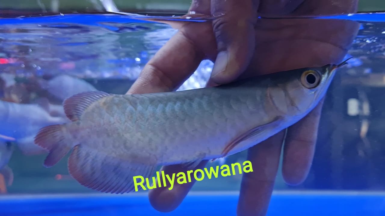 Promo Arwana Super Red 13cm UP - Rully-Arwana